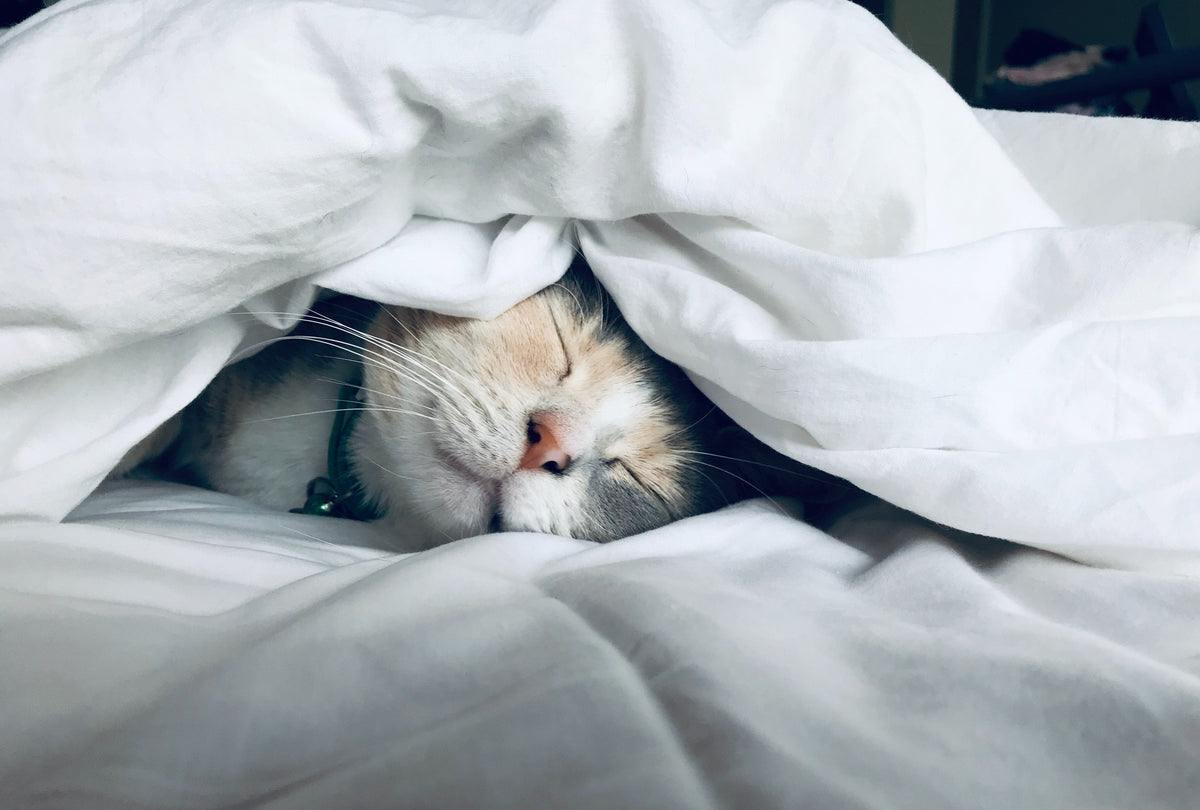 Unlocking the Enigma of Sleep Paralysis: Understanding and Coping with ...